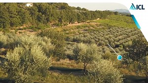 1.5K views · 51 reactions |  Welcome to our Olive Crop Guide! 㮝✨...