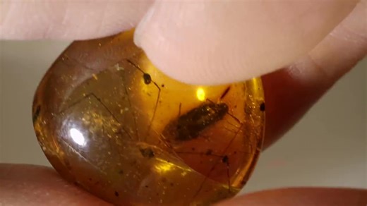 Harvestmen/beetle/wasp in Burmese Burmite Amber Fossil #0045 - Etsy