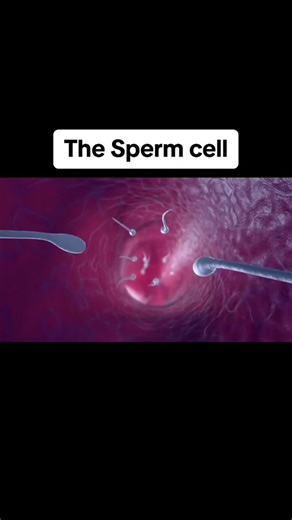 Structure & function of the sperm cell in 1 minute.🫣 WATCH FULL VIDEO OF FERTILISATION ON YOUTUBE. Link in Bio. #humanreproduction #lifesciencesteacher #grade12 #biology #lifesciences #exams #exams