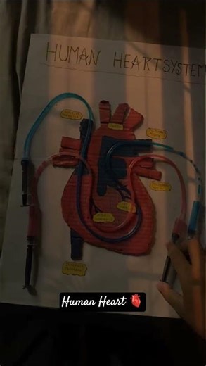 human heart 3d project 🫀🫀 blood circulation 😘😍😄