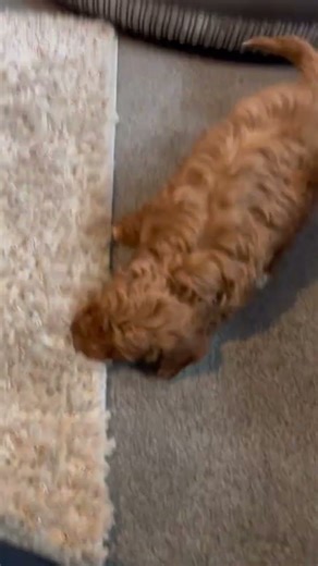 Charlie the cockapoo #funny #cuteanimals #trending #pets #cutedogs