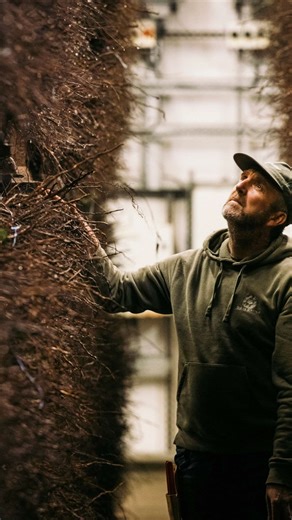 Every rose begins its journey in the fields at our Shropshire nursery, lifted in autumn as the light softens across the landscape. Graded, trimmed and rested in cool, misted conditions, the plants are nurtured until the next stage of their journey. Packed with attention, the roses leave the nursery to travel to your garden, carrying with them the promise of growth and blooms to come. Planted in borders, containers or along a trellis, they flourish, bringing the care given at every stage from the