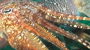 1.4M views · 1.7K reactions | A tender embrace | Ocean Reality Channel | Facebook