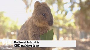 33K views · 368 reactions | SeaLink are now offering direct trips...