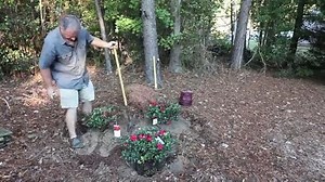 Watch Encore Azalea Planting Guide Video on Amazon Live