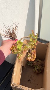 3.1M views · 10K reactions | My geraniums get a soft corner for the winter nap  | Clever Life Hacks | Facebook