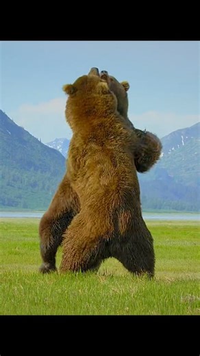 WondersOfJungle | "Love isn’t easy in the wild 🐻💥 Two powerful North American bears clash to win the right to mate — only the strongest earns her attention."... | Instagram