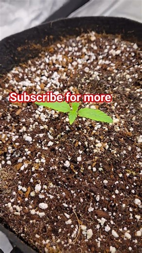 Blueberry Muffin X Double Grape 2 Day 11 #Feminized #Autoflower #tripleBfarms #megacrop