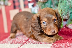 Giles - Mini Dachshund Puppy 309BA1