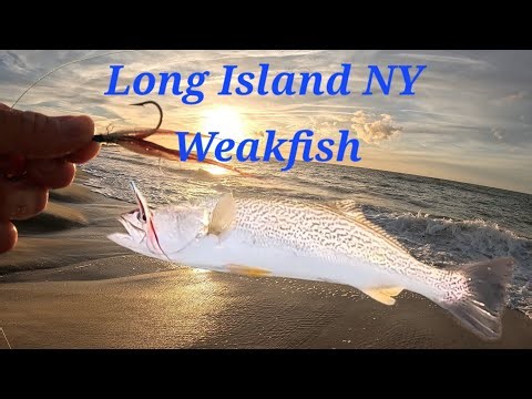 Surprise Weakfish from the surf
