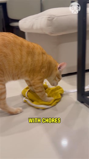 Cat helps to mop the floor | Earth Wonders