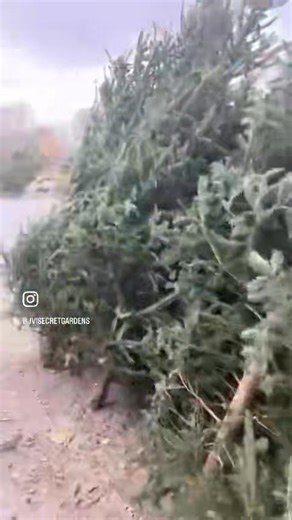 Christmas trees are here! The full Christmas tree experience starts this Friday! ##jvisecretgardens #nashville #gardencenter #christmas | JVI Secret Gardens