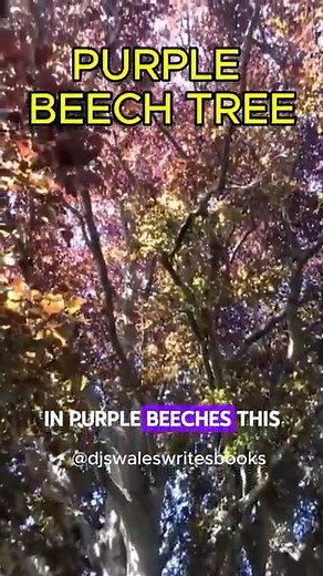 Purple Beech Tree