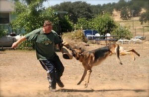 Personal Protection Training and Marysville Dog Training