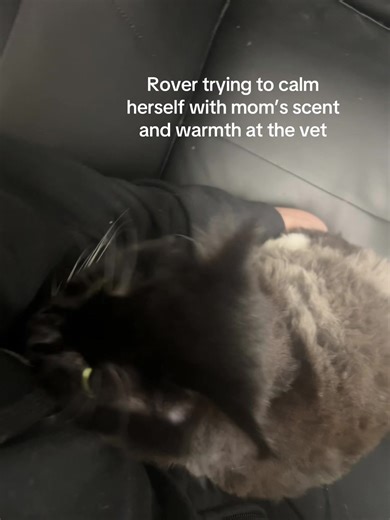 Cuddly Ragdoll Cat at the Vet: Heartwarming Moments