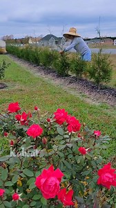 176 Trees Helping Them From High Wind Just Another Busy Day #treefence #americanpillar #tree #staking #garden #yardwork | Kabsat
