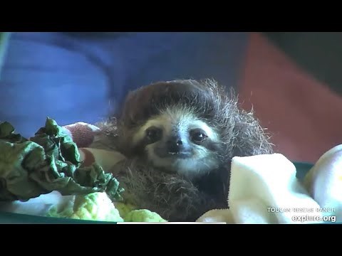 Sweet faced baby sloth Robin 🦥- explore.org