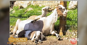 Where to see baby animals Spring 2019