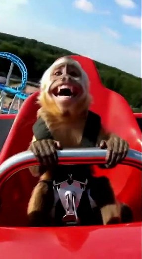 Monkey is scared but also happy || DataFlux