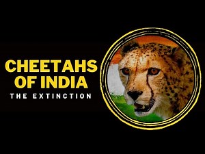 Cheetahs of India | The Extinction