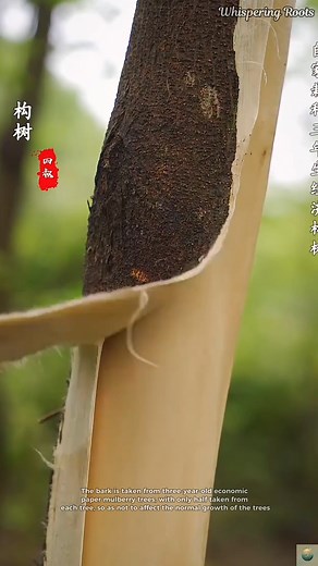 Hand-Making China's Paper : Ku Pi Paper Secret #paper #handmade #craft #papermaking #traditional Hand-Making China's Paper : Unbreakable Heritage #paper #handmade #craft #papermaking #traditional Chinese Intangible Cultural Heritage (ICH) Ku Pi Paper: durable, lasting for a thousand years without decay. #IntangibleCulturalHeritage #RuralGuardian" Meet Ku Pi Paper (构皮纸 - Gòu Pí Zhǐ), a profound legacy of Chinese invention. This isn't just paper; it is a meticulously crafted material known for its