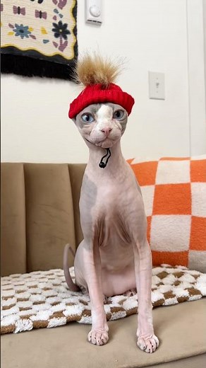 Holiday Cat Beanies👀 #shorts #pets #cats #sphynx