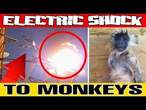 MONKEYS VS ELECTRIC CURRENT ELECTRIC SHOCK TO MONKEYS