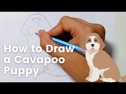 How To Draw a Cavapoo Puppy (Draw a Doodle Dog Timelapse)