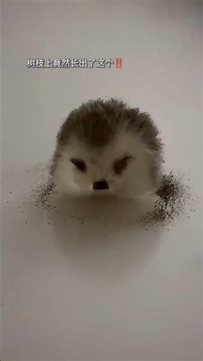 Guimi's Adorable DIY Branch Craft: Transform Waste into Art