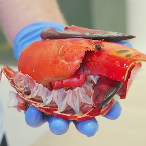 8M views · 15K reactions | This is how lobster shells could replace single-use plastic. | Insider Tech | Facebook
