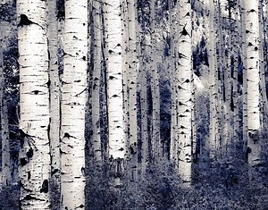 Aspen Trees Split Tone Art, Birch Tree Picture, Living Room Wall Art - Etsy