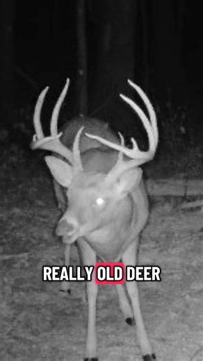 Setting the trap with Evercalm, Rutting Buck, and the ALL NEW Forehead gland. SHOP: https://www.conquestscents.com/ | The LookOut TV