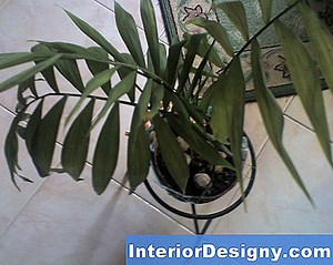 Giardino: Le Radici Dei Ficus Sono Facili Da Scavare? - 2026 | It.Interior-Designy.com