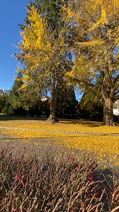 Special fall mornings at Shawnee. We love our ginkgo tree! | The Shawnee Inn and Golf Resort