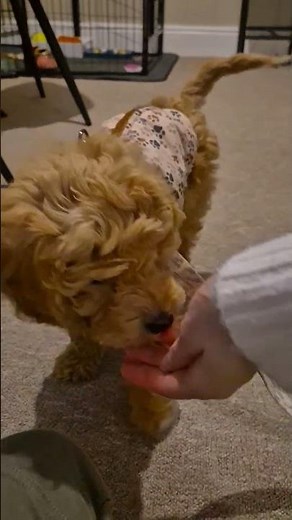 Practicing our lead walking. Any helpful training tips? please share #puppy #puppytraining