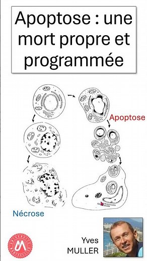 1. Apoptosis