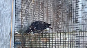 1.3K views · 79 reactions | Our Red-Tailed Hawk “Warrior” has been...