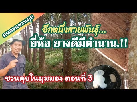 Rubber tree varieties (brands) worth planting in 2026!! Part 3: "The Legend of Rubber Trees That ...