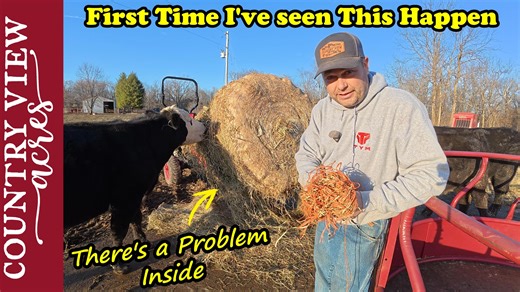 We Start to Build Oak Bookcase, but Breakdown. Bad Hay Bale. First Time I've seen this Happen. Buy T-Shirts and Hoodies on Our Website: https://www.countryviewacreshomestead.com Our Amazon Shop full of great Homesteading items: https://www.amazon.com/shop/countryviewacres TYM Tractors: https://tym.world/en-us/ The Tractors we use are the TYM 2515 - 24 Horsepower compact tractor TYM T654 - 67 horsepower compact utility Tractor J.I. Case 730 (1961) Allis Chalmers D17 Series 1 (1959) E-mail us at: 