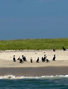 102K views · 2.5K reactions | Seals at Monomoy - Cape Cod - Massachusetts | Cape Cod, Massachusetts | Facebook