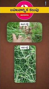 కలుపు రకాలు: మీ పొలంలో ఉన్న కలుపు ఏ రకమో గుర్తించండి! #weedcontrol #AnnualWeeds #farmingtips