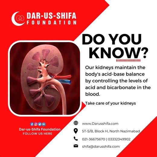 Acid-Base Balance: Kidneys play a critical role in maintaining the body's acid-base balance by regulating the levels of acid (hydrogen ions) and bicarbonate ions in the bloodstream. They ensure that the pH level of the blood remains within a narrow, healthy range, which is vital for overall bodily function. #KidneyFunction #AcidBaseBalance #BodyHealth #doyouknow #darusshifafoudnation #TeamDSF | Dar-us-Shifa Foundation | Facebook