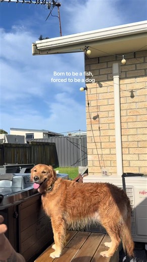 Hi my names wolfie and I’m a wateraholic 🐬#waterbaby #goldenretriever | Dog Golden Retriever