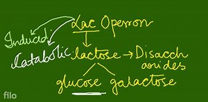 The lac operon is switched off when repressor protein produced ... | Filo