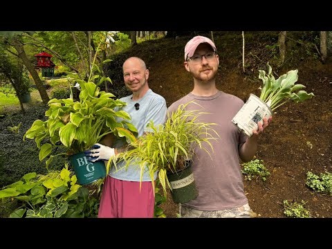Creating a Shade Garden Part 2 | Hosta | Astilbe | Japanese Forest Grass | Heuchera