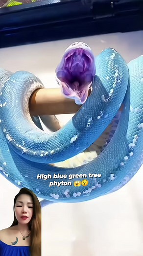 27K views · 135 reactions | High blue green tree phyton  #reactionvideo #snake #fbreels | Jinky Rodriguez Abasula | Facebook