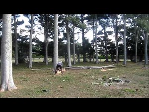 Cutting down a Paulownia