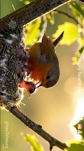 “Robin Cuddling Its Newborn Chicks 🐣 | Cinematic Sunrise Warmth #Shorts”