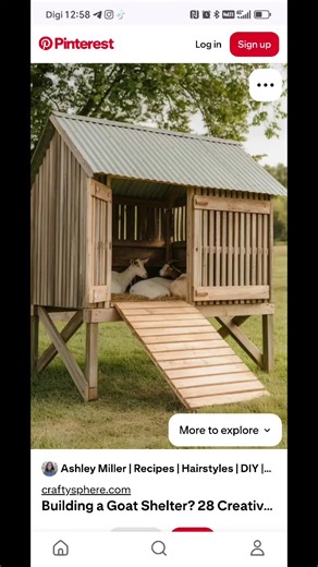 Pygmy Goat Care Tips for Beginners