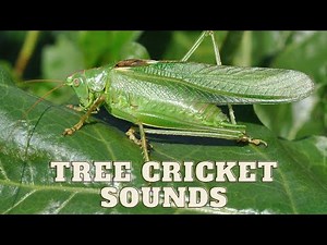 Male Tree Cricket Singing Songs-Tree Cricket Sounds-Tree Cricket Call - Tree Cricket Sounds at Night